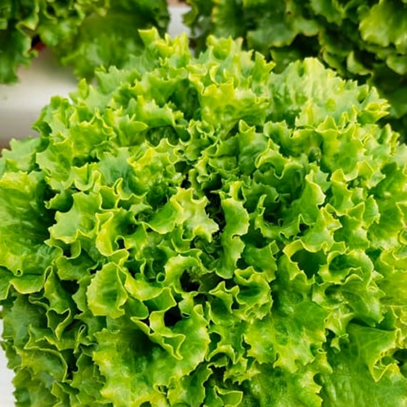 Carmim Red Batavia Lettuce Seeds (Prices From)